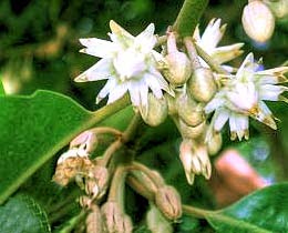 biojojo: Tanjung (Mimusops elengi L.)