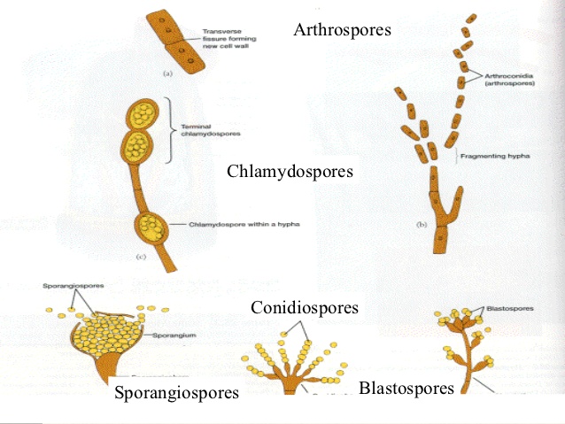 Lecture Notes in Medical Technology: Lecture #16: INTRODUCTION TO MYCOLOGY