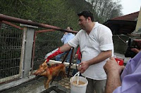 blog de bucătar: Purcel de lapte primăvăratec făcut la proţap