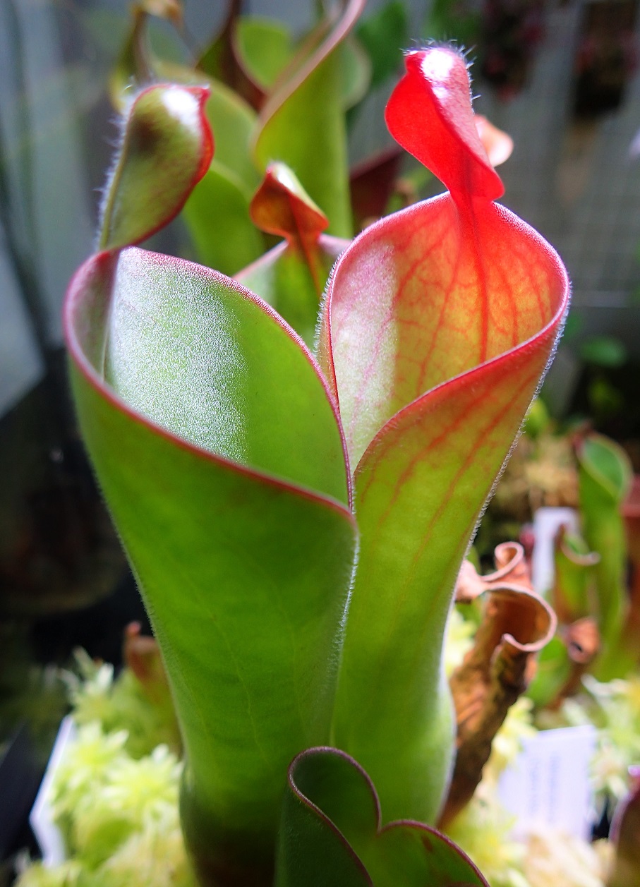 Heliamphora parva #1