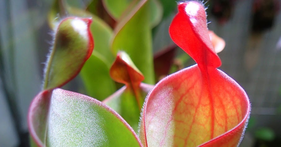 Heliamphora parva #1