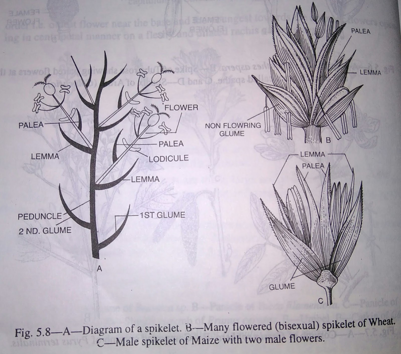 Indefinite or Racemose Inflorescence and its types- digieduco