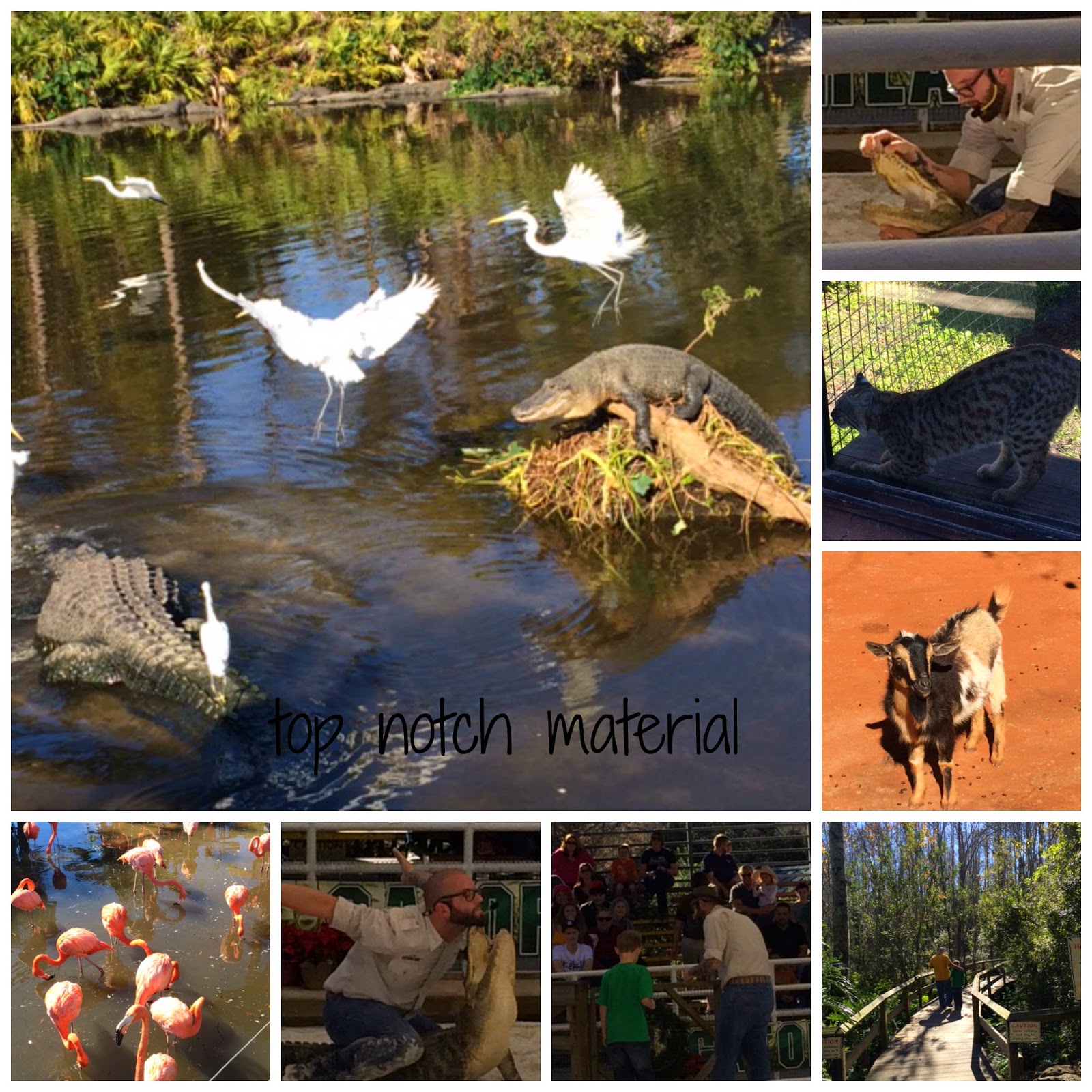 Top Notch Material: Gatorland in Orlando, Fl is Great Fun for the Whole ...