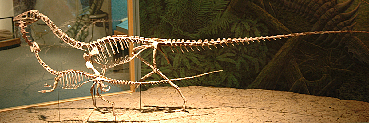 Gojirasaurus Skeleton