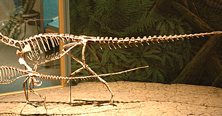 Variety of Life: Neotheropoda