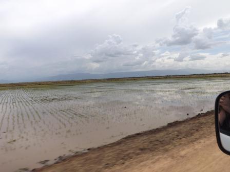My Journey: Kapunga -- The rice farm