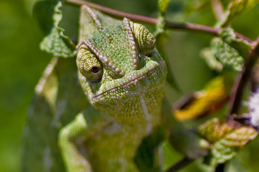 Mediterranean Chameleon | Focusing on Wildlife