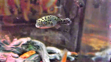 Suzy Homefaker: Spotted Green Puffer Fish ~What you need to know