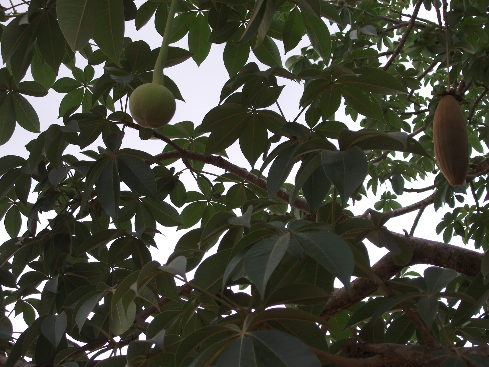 Quintal do Vieira: Embondeiro virou árvore de Natal