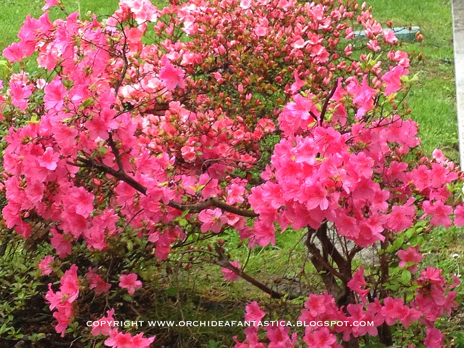 ORCHIDEA FANTASTICA: Azaléia