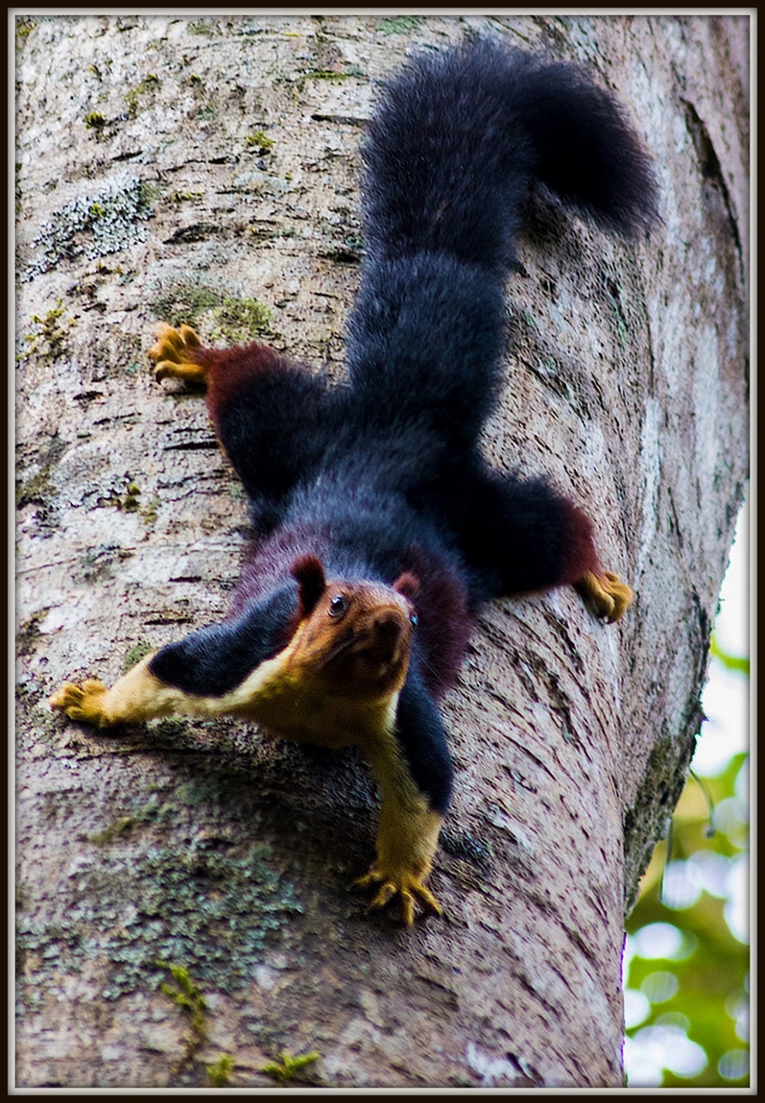 The Traveller: Periyar, tiger reserve, lake and nature walk