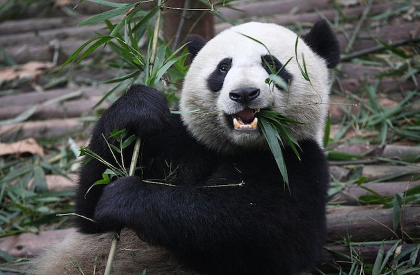Five Interesting Facts about Giant Pandas - Interesting Facts