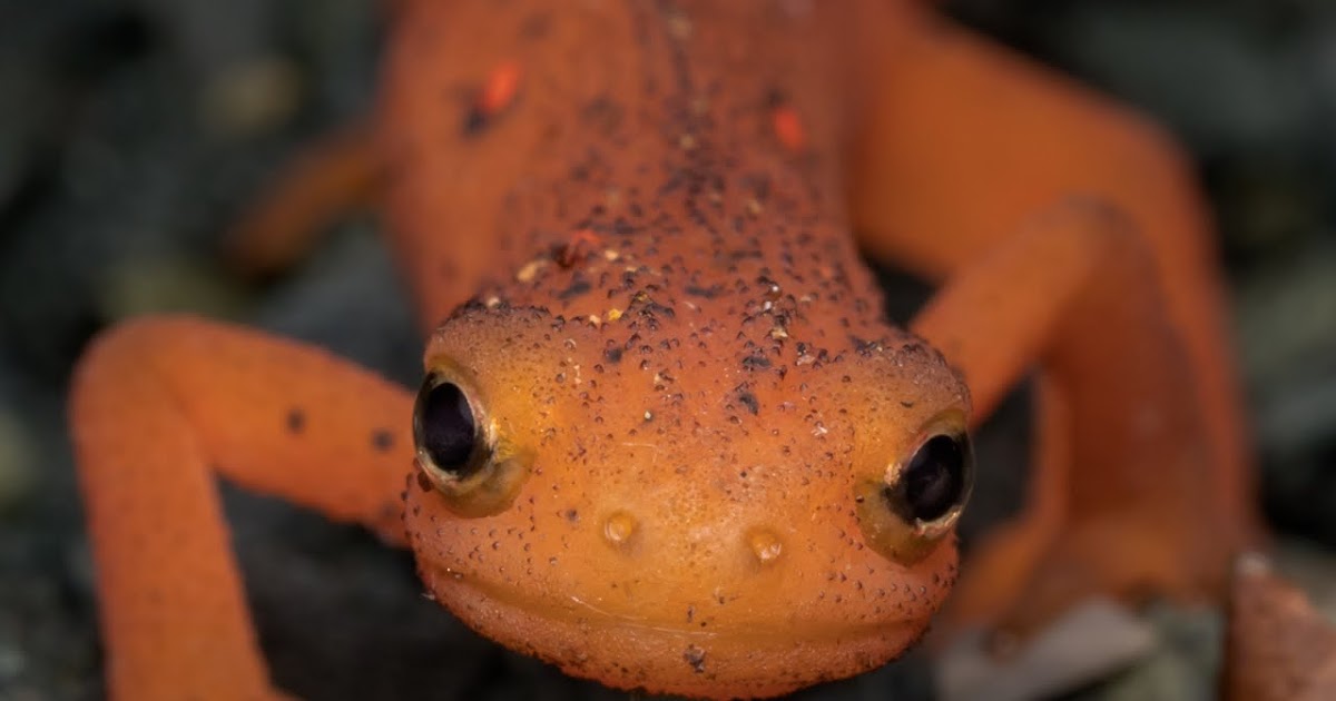 Eye To Eye With Nature: Notes, Observations, and Tips