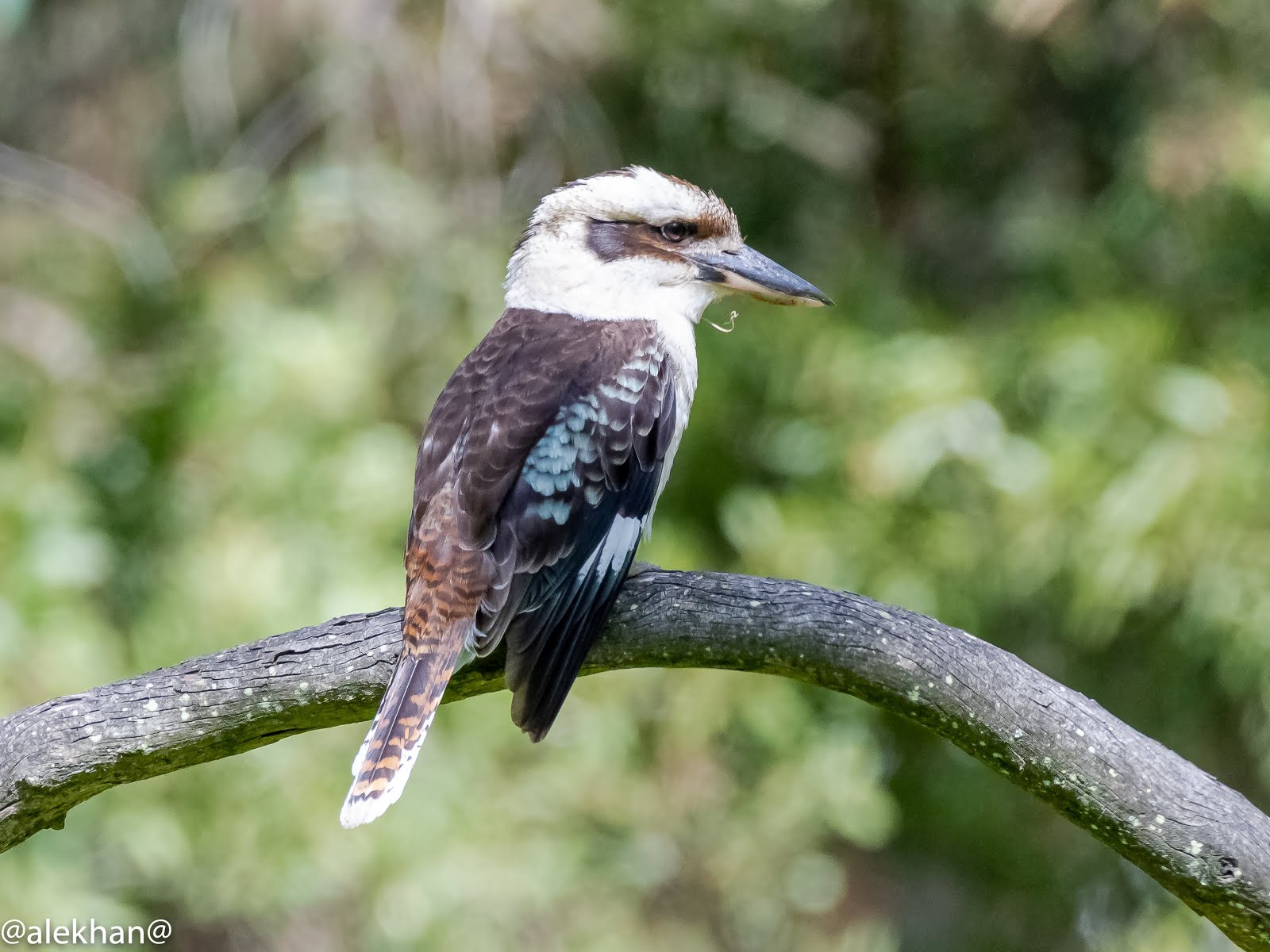Pájaros, Pajarracos: Cucaburra común (Laughing Kookaburra)