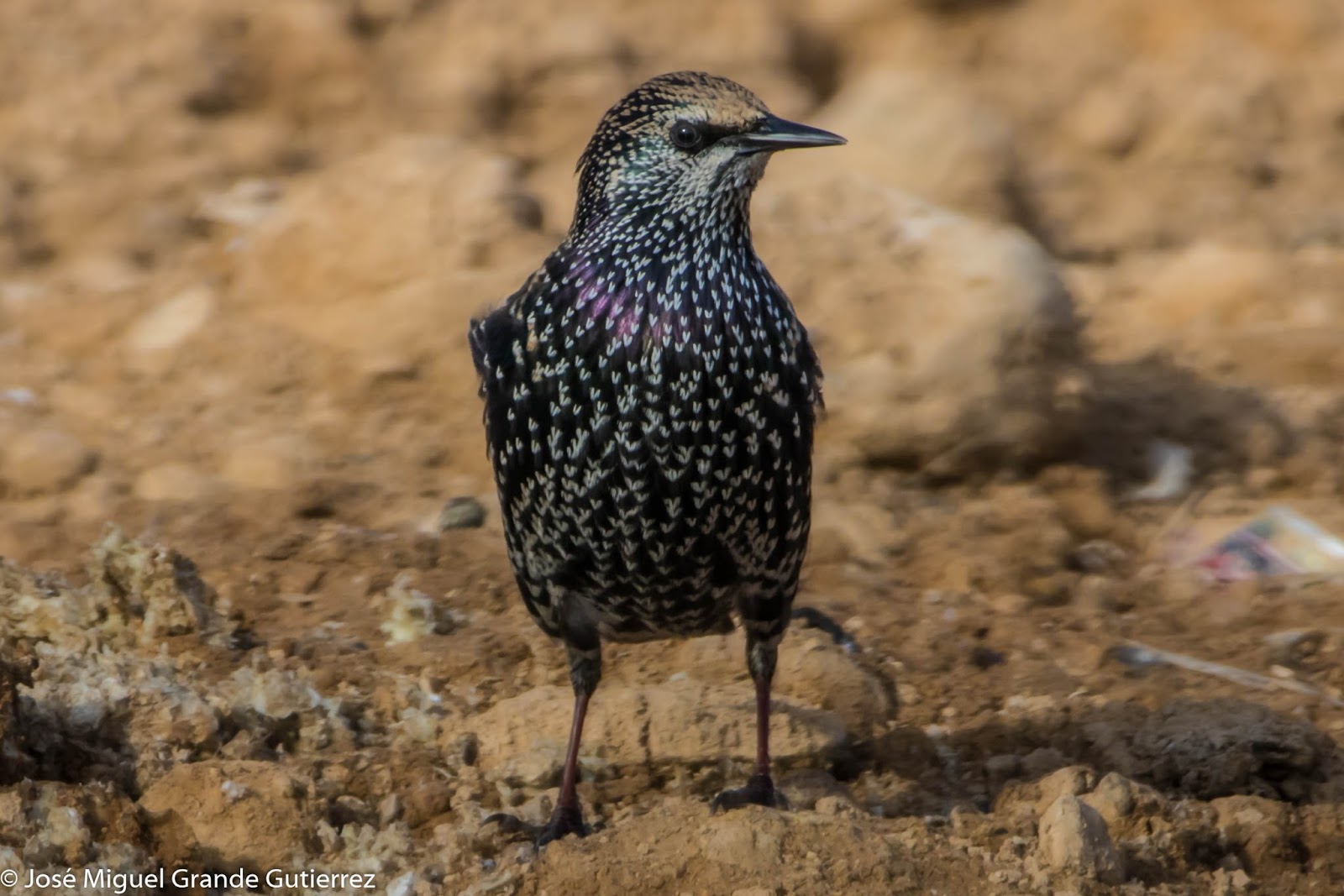AVES DEL CIELO - BIRDS OF HEAVEN: Estornino pinto (Sturnus vulgaris ...