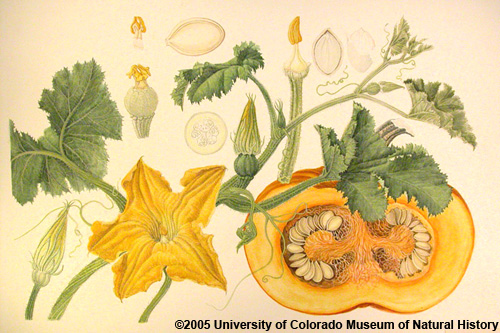 FITOMOR: ABOBOREIRA - Cucurbitaceae