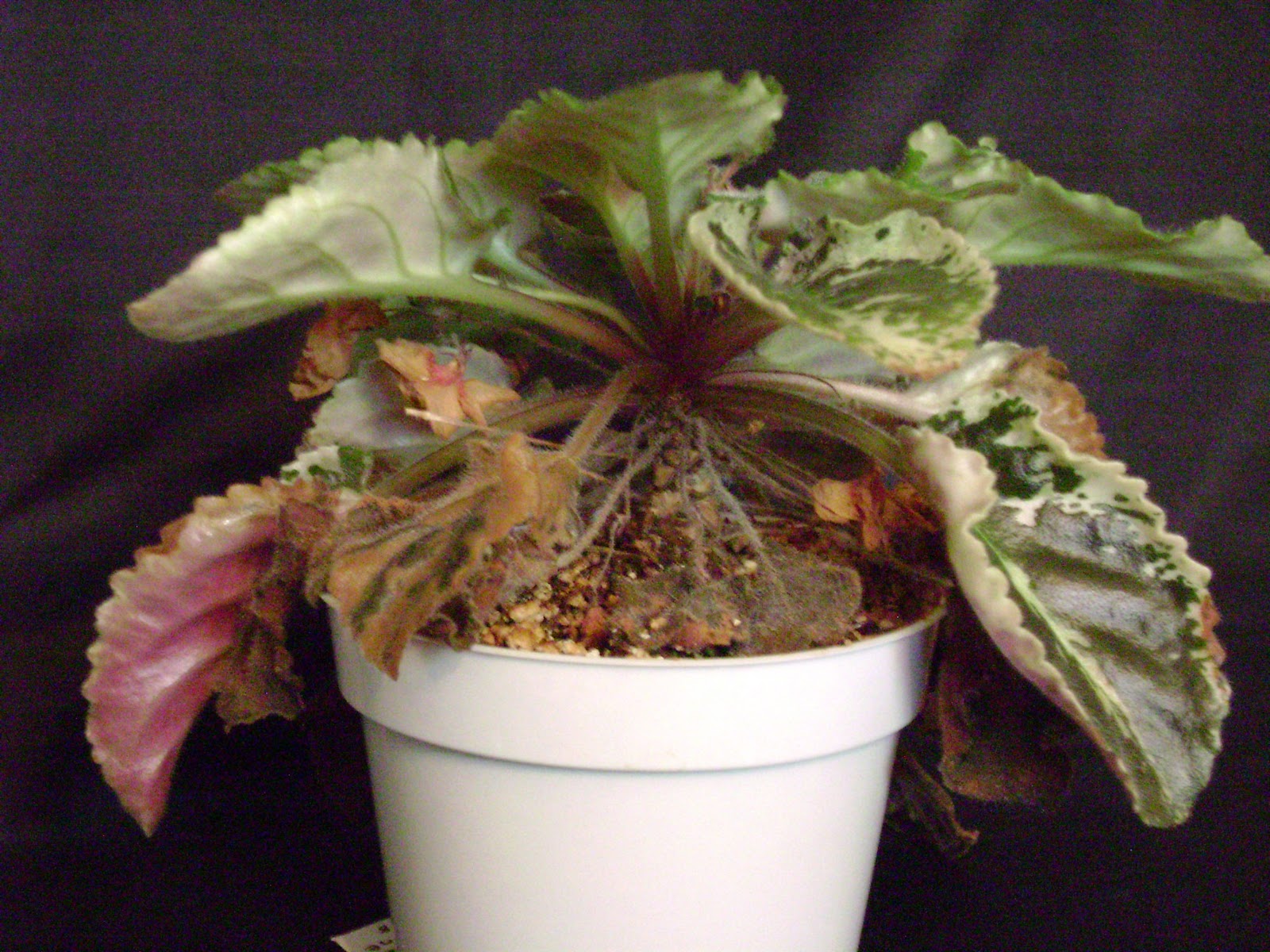 Houseplant Guru: African Violet Tree?