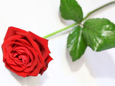 Gambar Setangkai Bunga Mawar | Download Gambar Gratis