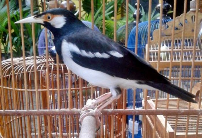 Burung Jalak Suren - Ocehan Kenari