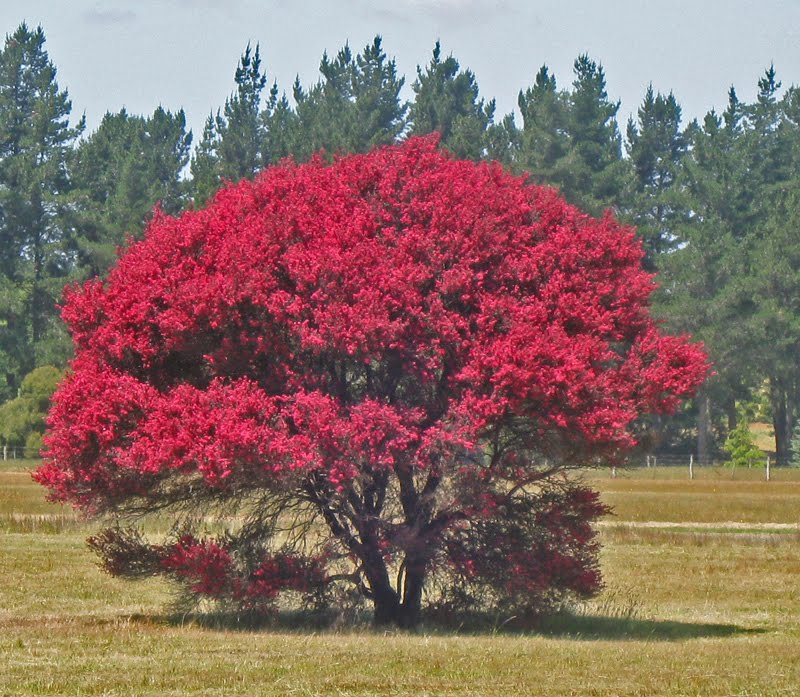 Kamaka Pottery: Manuka Bushes