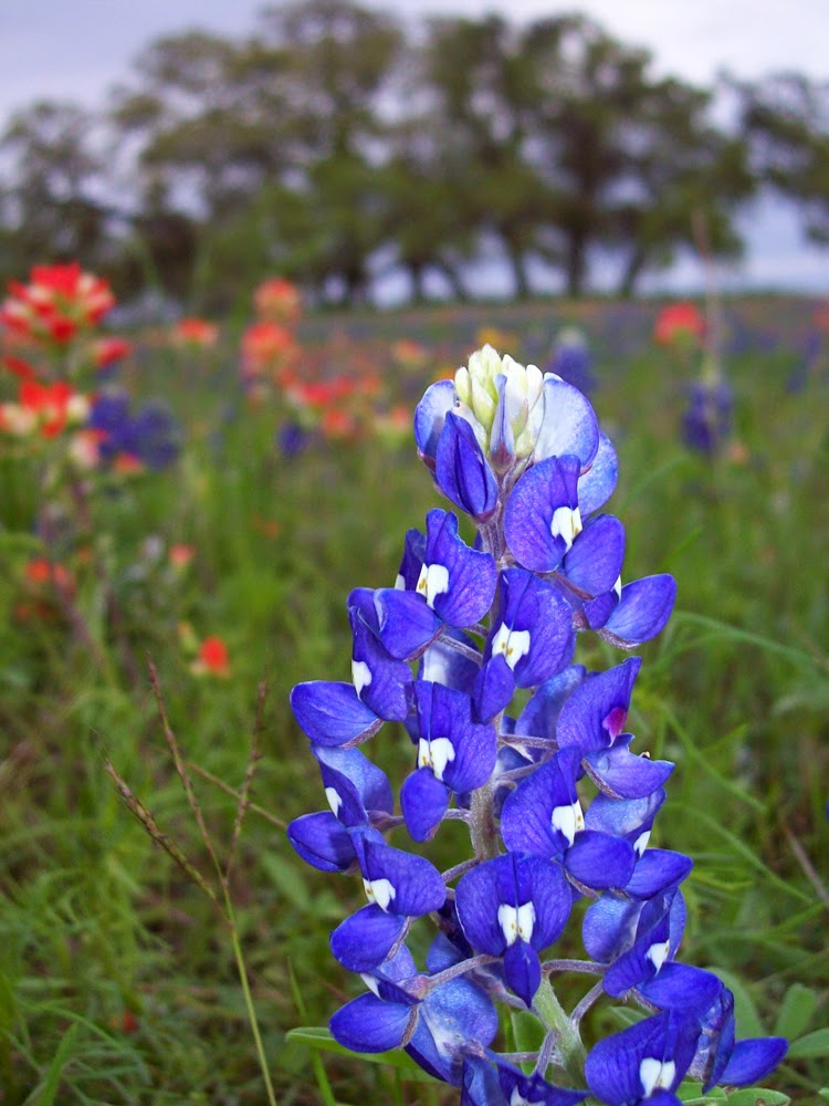 THE SCOOP: The BEST Bluebonnet Spots