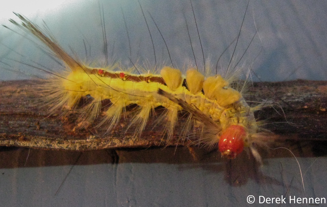 Normal Biology: More Caterpillar Parasitoidism