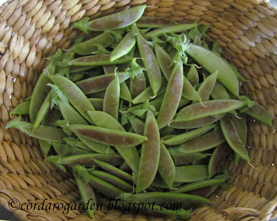 The Gardener of Eden: Harvest Monday............06/06/2011