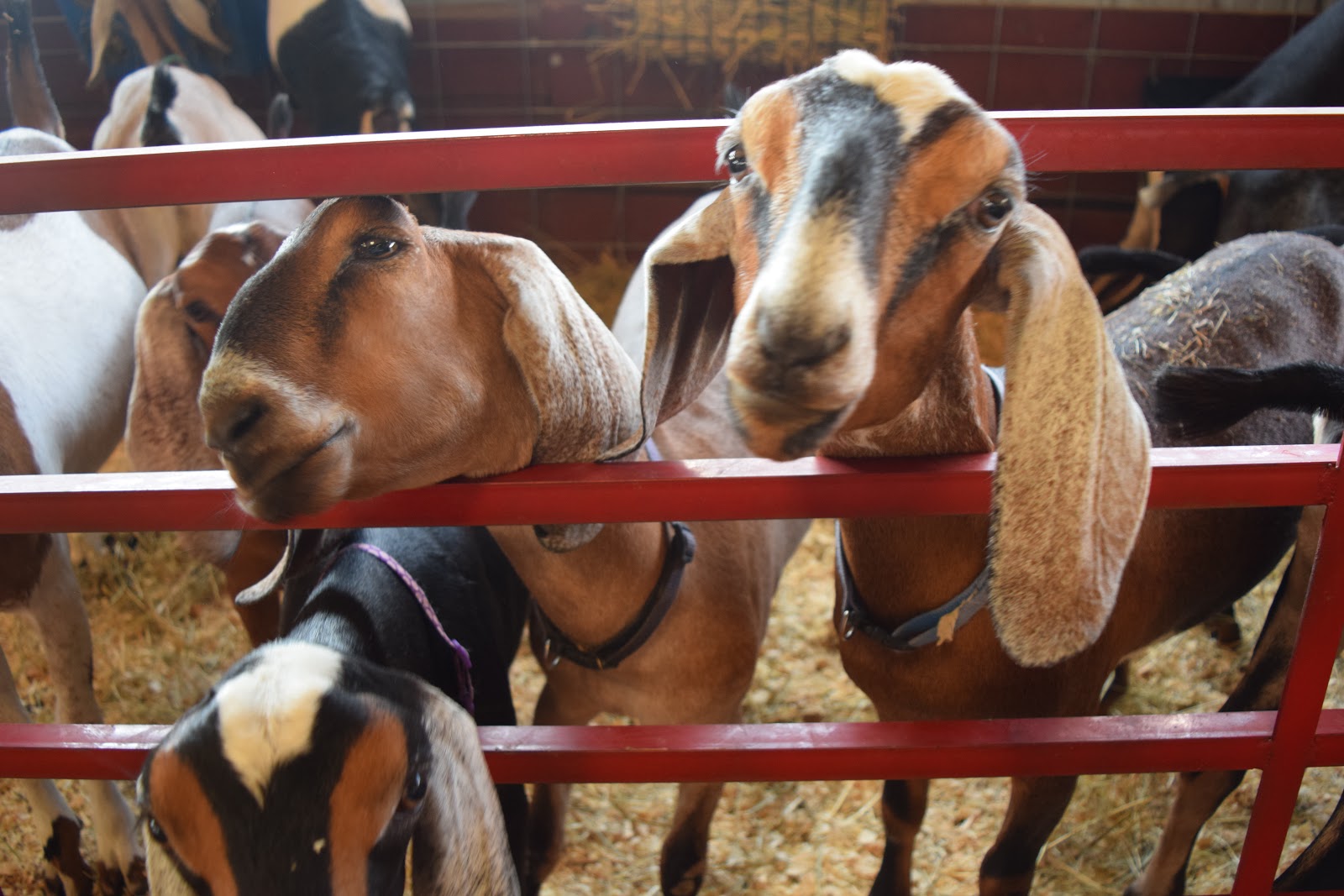 CAMP BLUE WALL: Udders, Udders Everywhere!