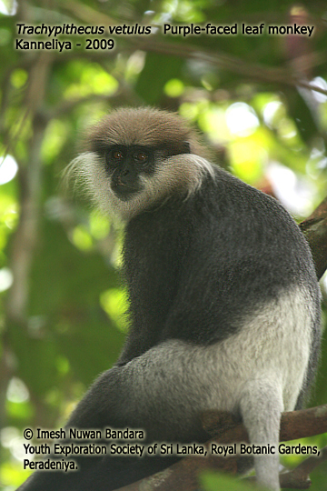 Best Sri Lankan E-Magazine: Purple-faced- Leaf Monkey - "Kalu Wandura ...