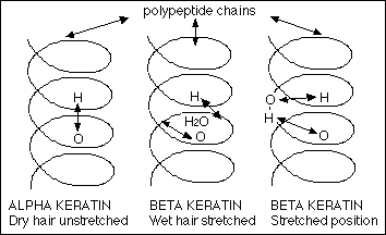 My make-up journey: 30.09.14 Introduction to Hair Styling- Hair Structure