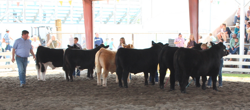 Barker Cattle Company: Successes!