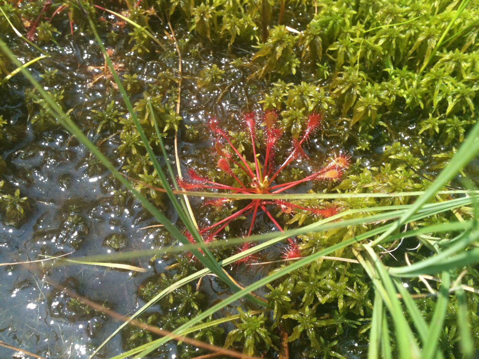 osage + orange: Scenes from Indiana Dunes