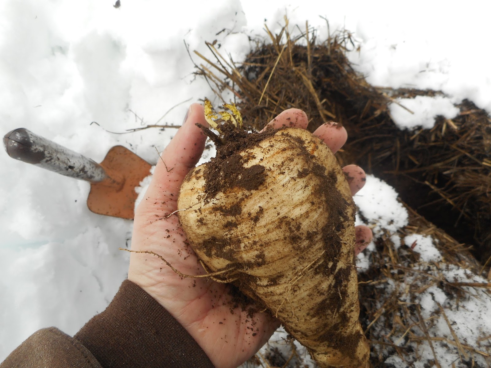 Jen & the Bean stalk: Winter Harvest