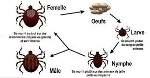 PÉDIABLOG: AU PAYS DE LA GALE