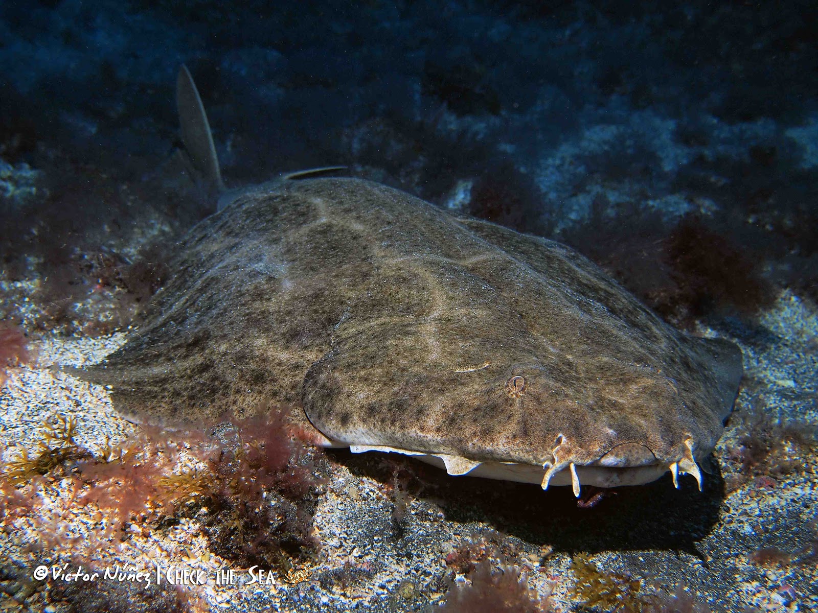 Check the Sea. Web de buceo y fotografía submarina de las Islas ...