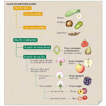 El escritorio de la naturaleza: LOS FRUTOS