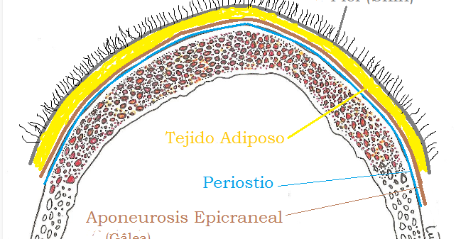 El Baúl Radiológico: COMPARTIMENTOS ANATÓMICOS EXTRACRANEALES ...