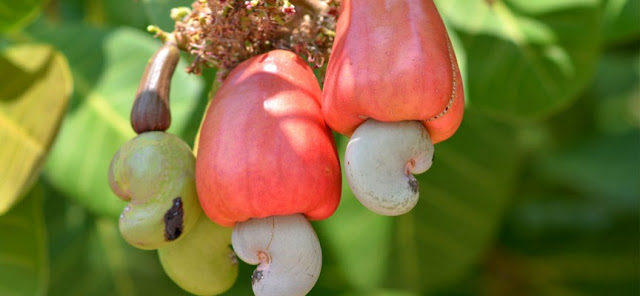 EL MARAÑON Y SUS PROPIEDADES : FRUTAS VERDURAS BENEFICIOS PROPIEDADES Y ...
