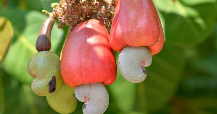 EL MARAÑON Y SUS PROPIEDADES : FRUTAS VERDURAS BENEFICIOS PROPIEDADES Y ...