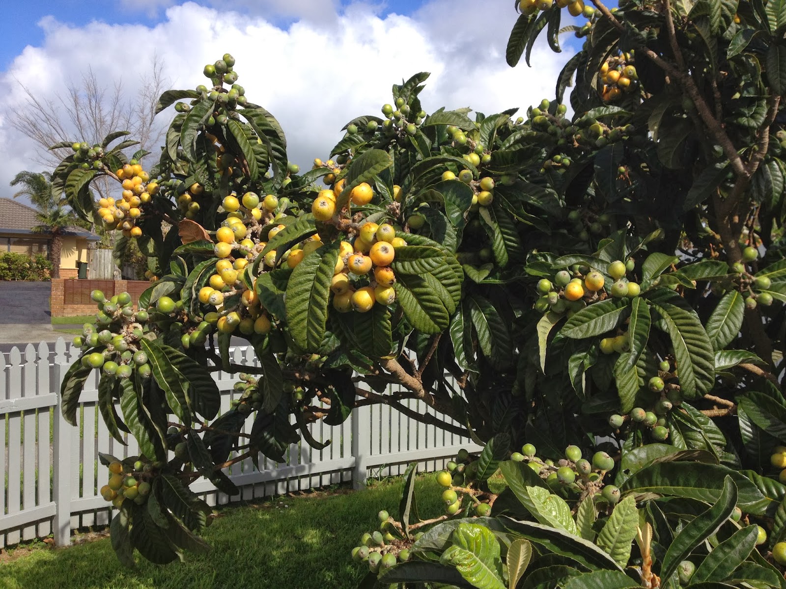 Homemade Loquat Liqueur | Nom Nom Panda