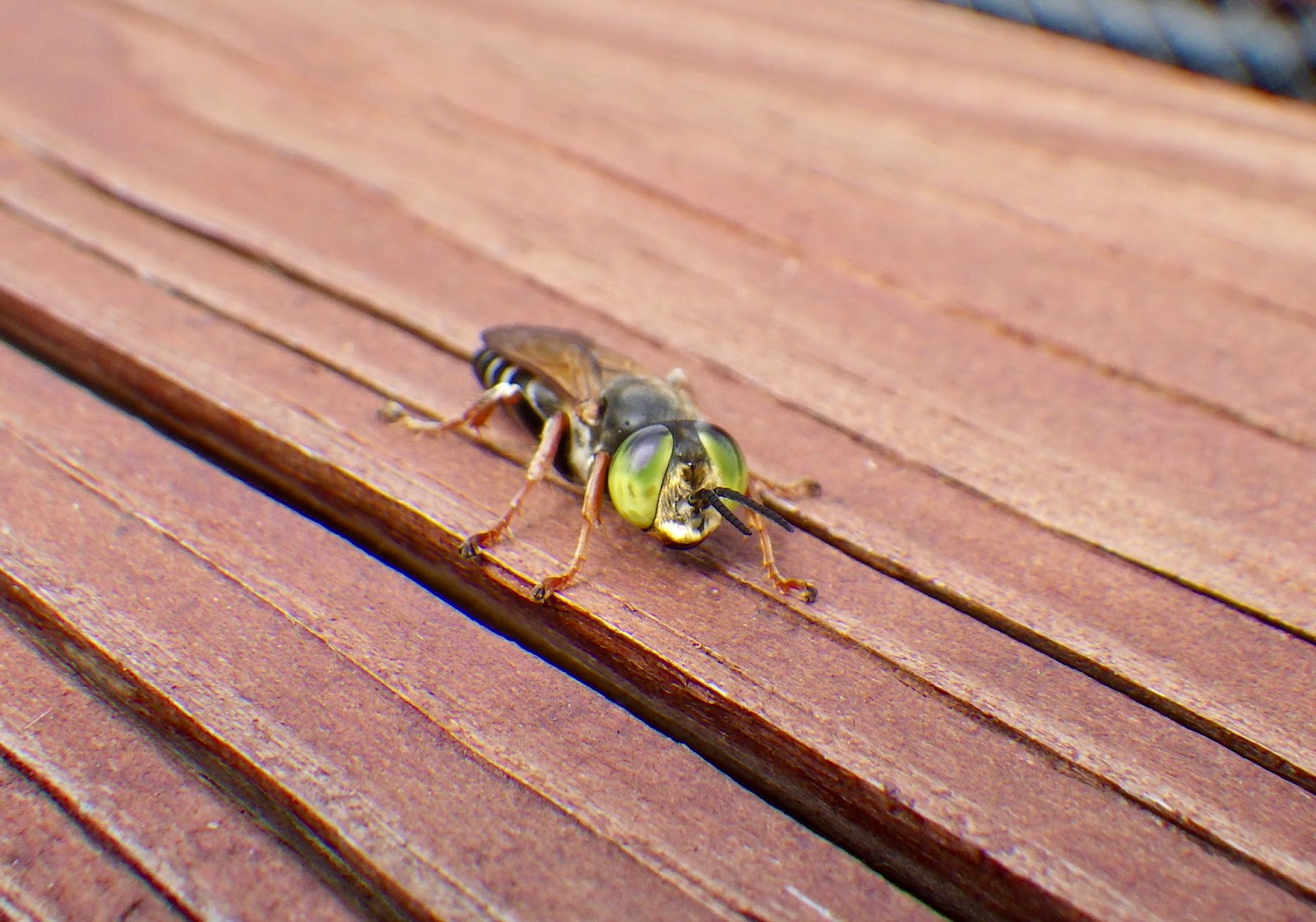 Upper Coast IPM: December 2017