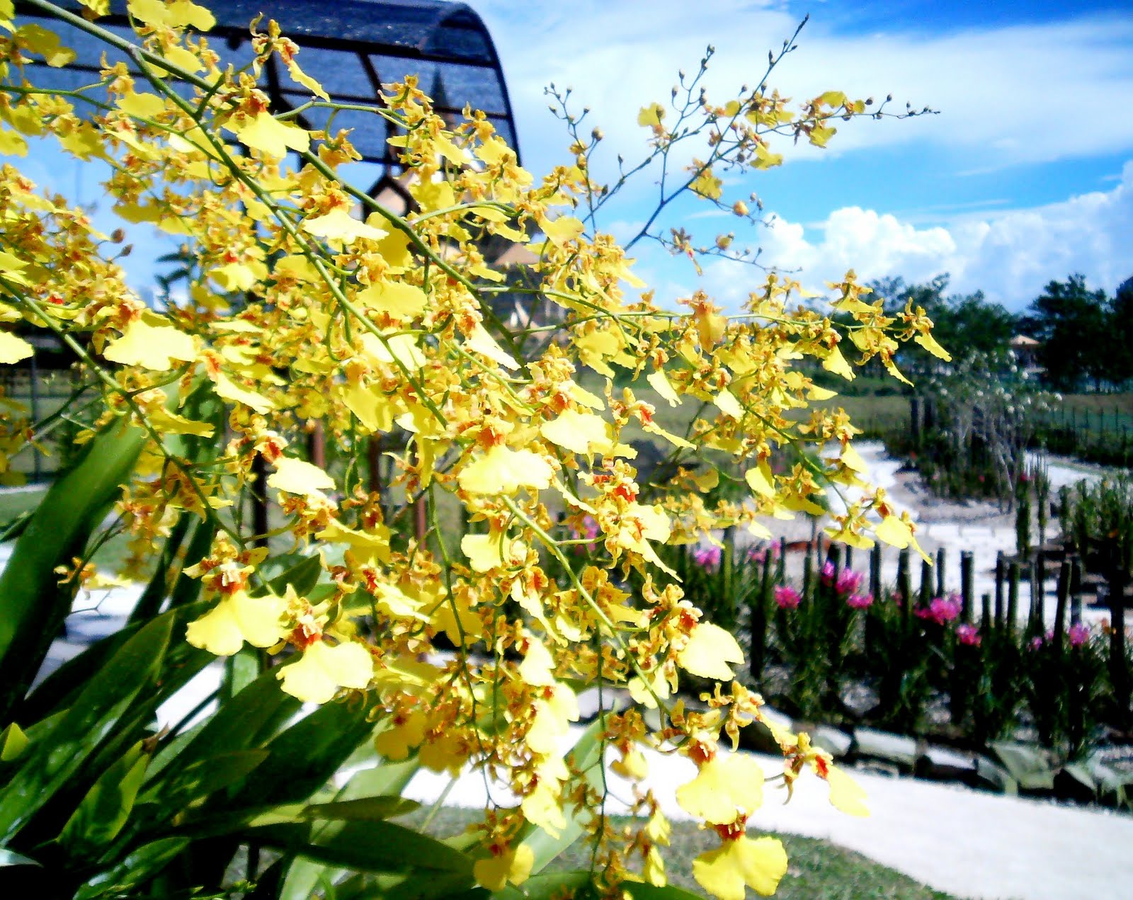 Golden Shower Orchid - Flowers