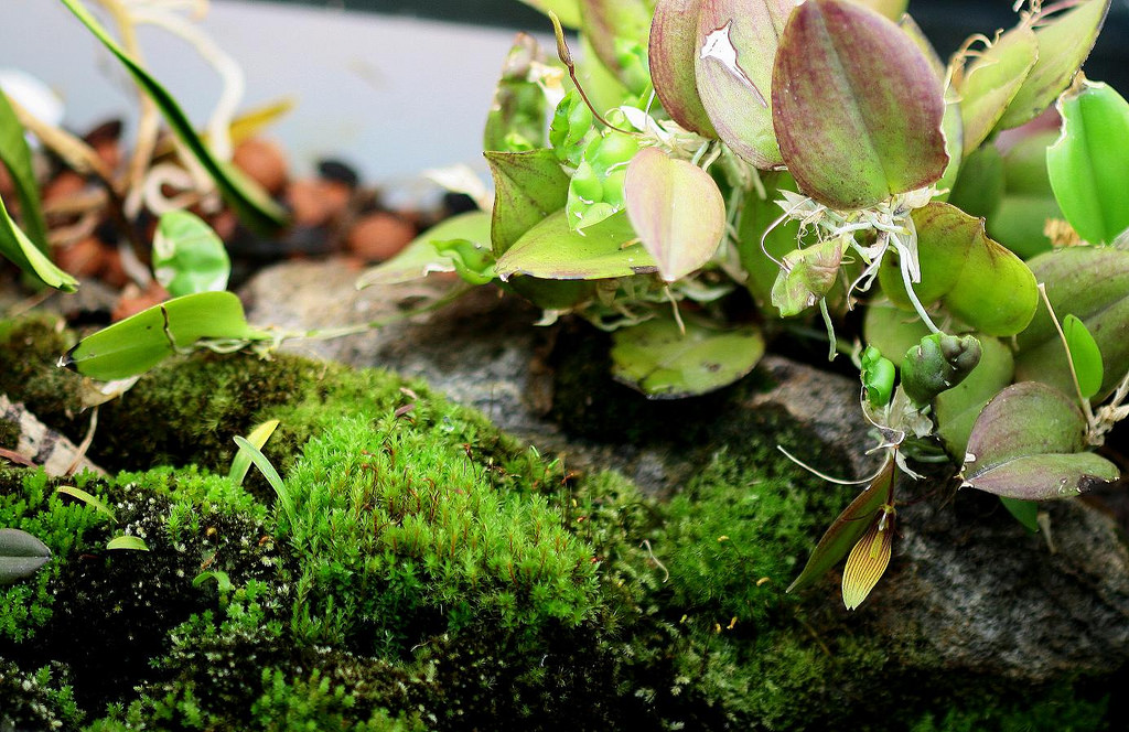 Restrepia trichoglossa care and culture | Travaldo's blog