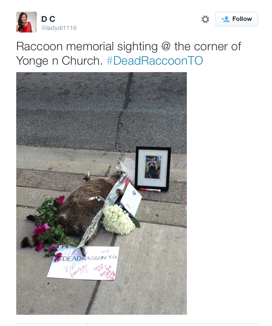 NWK to MIA: The City Of Toronto Took Forever To Clean Up A Dead Raccoon ...