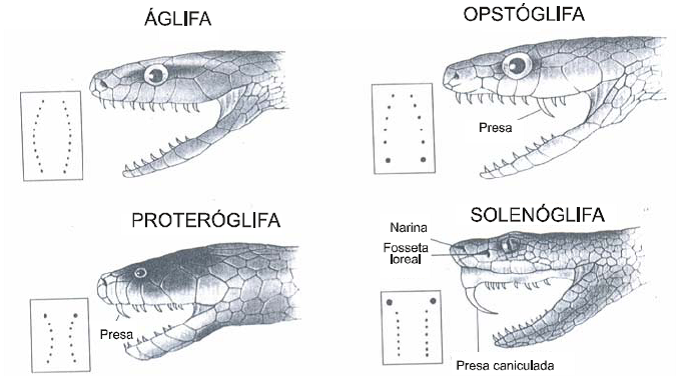 GENERALLY SNACK: Peçonhenta ou não? ... as principais diferenças!