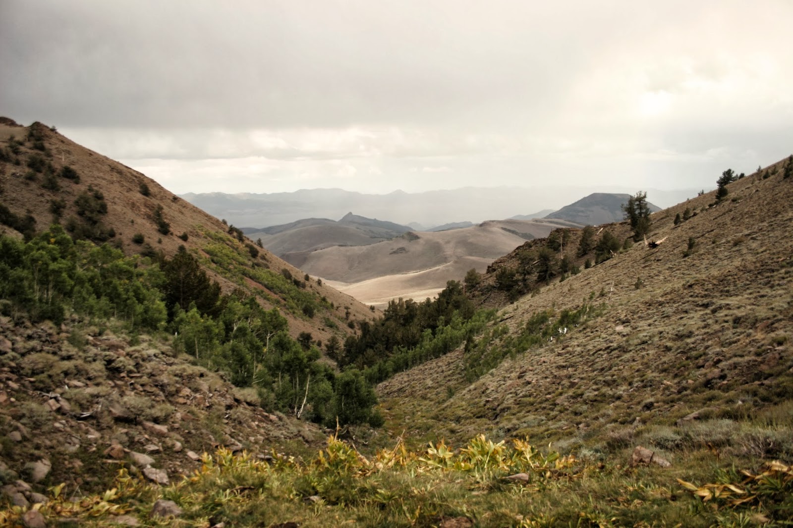 Great Basin Ute: Alta Toquima Wilderness, Nevada