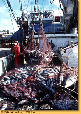 Somali Fish and Seafood Trade Company