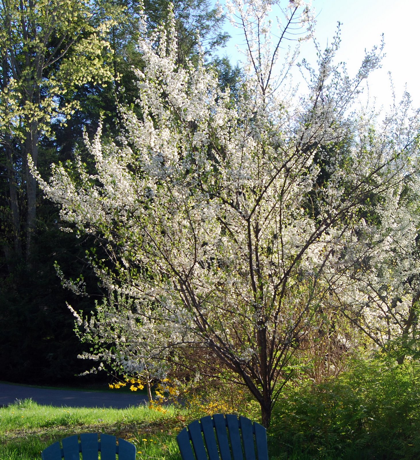 Our Deer Baby: Plum Tree