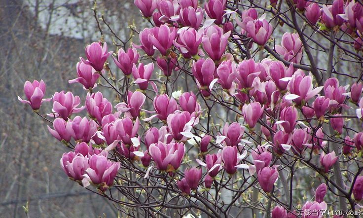 Arbol de loto - Imagui