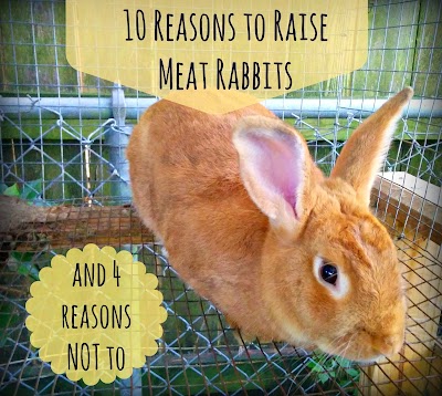 10 Reasons to Raise Meat Rabbits (and 4 Reasons Not To)